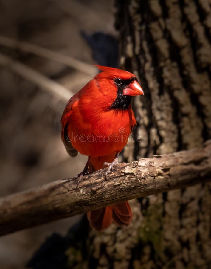 Cardinal Keeps Watch in the Forest Stock Photo - Image of beak, people ...
