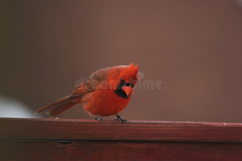 985 Cardinal Looking Stock Photos - Free & Royalty-Free Stock Photos ...