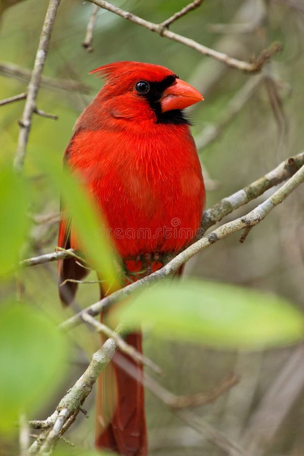 Cardinal looking around stock photo. Image of feng, meditate - 41074050
