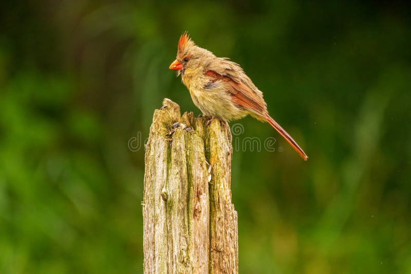 Cardinal looking sad stock image. Image of looking, beak - 266711295