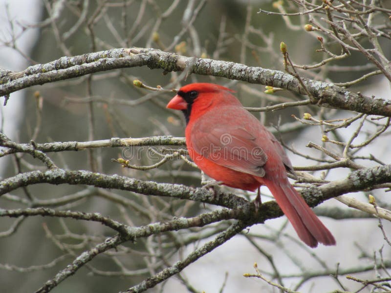 Cardinal stock image. Image of cardinal, tree, resting - 151639571
