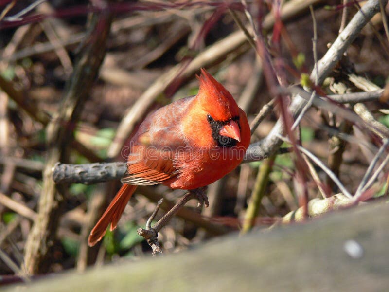 Cardinal Male stock photo. Image of ornithology, cold - 11931418