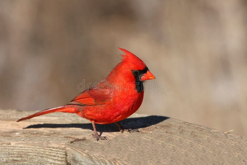 Cardinal male stock image. Image of plumage, seeds, northern - 18352983