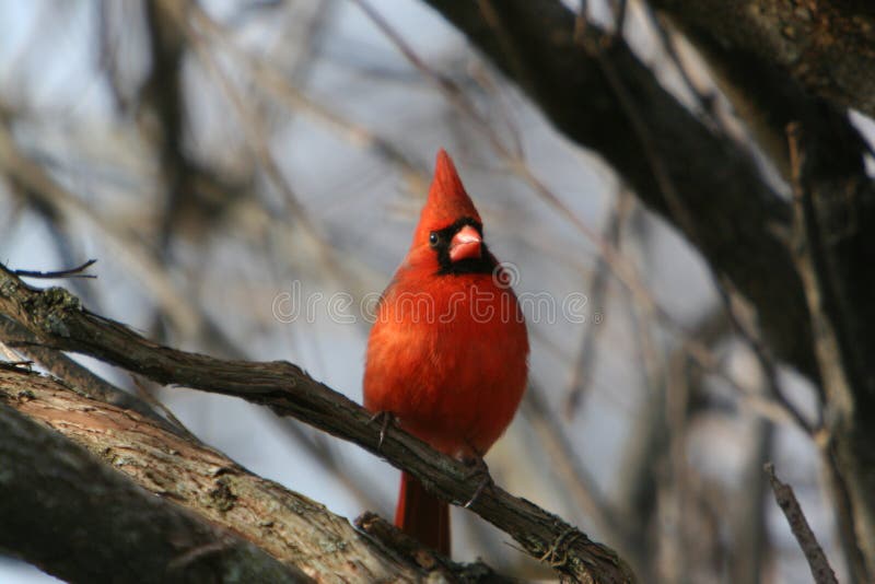 Cardinal Male on a Branch stock image. Image of bird, trees - 541895