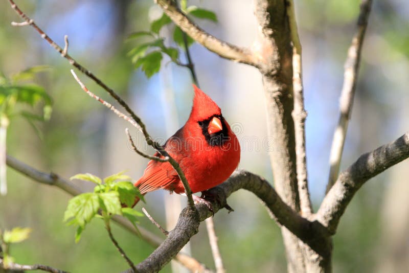 Cardinal male stock photo. Image of crest, beak, wildlife - 93190746