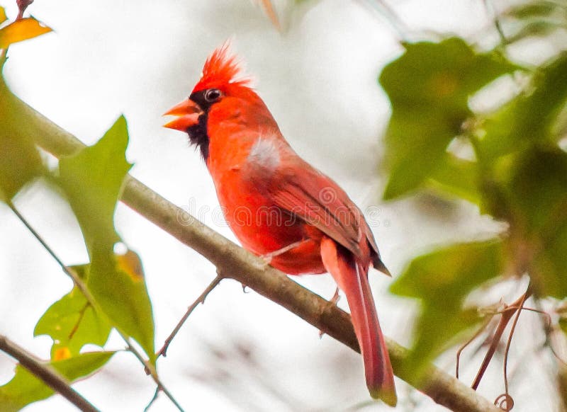 Cardinal stock photo. Image of singing, male, love, pretty - 87797336