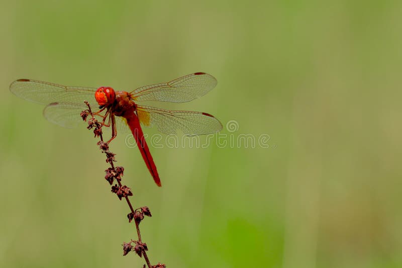 Cardinal Meadow-Hawk Dragonfly Stock Image - Image of creature ...