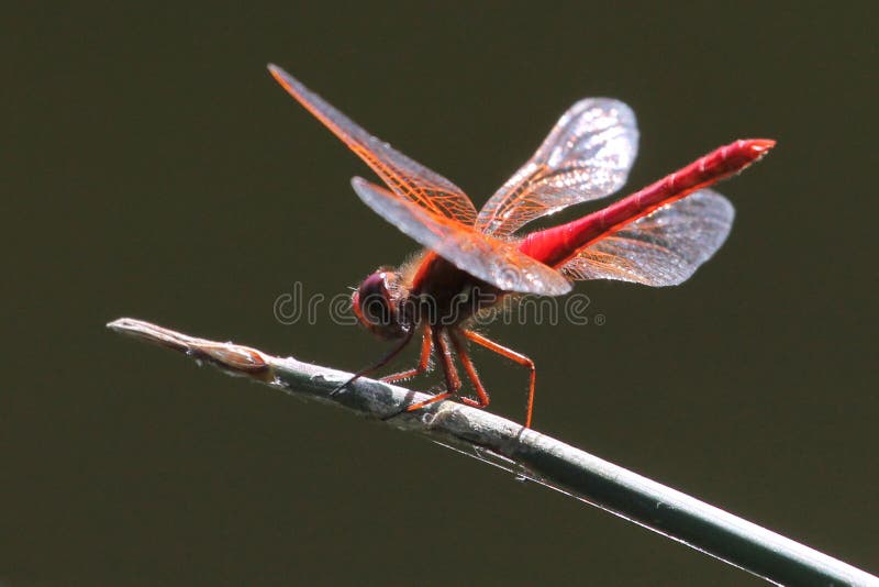 Cardinal Meadowhawk - Sympetrum Illotum Stock Photo - Image of nature ...