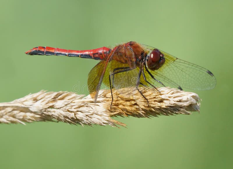 Cardinal Meadowhawk - Sympetrum Illotum Stock Image - Image of bright ...