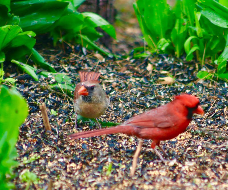 Cardinal pair stock image. Image of pair, cardinal, feeder - 117452603