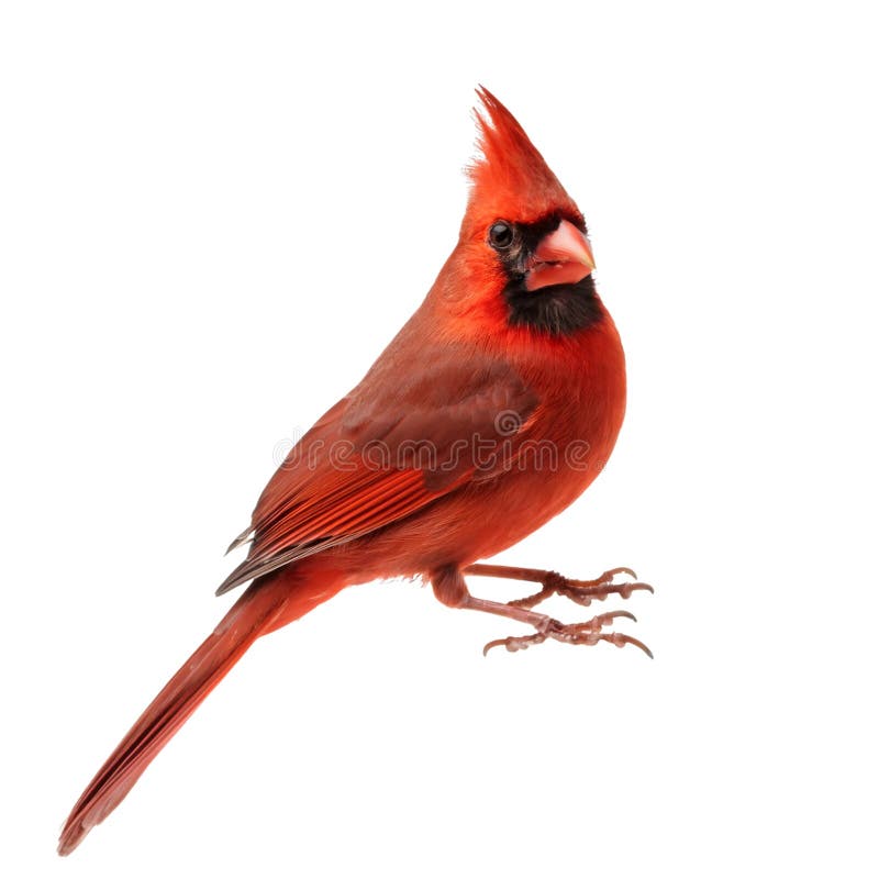 Red Cardinal Transparent Background Stock Photos - Free & Royalty-Free ...