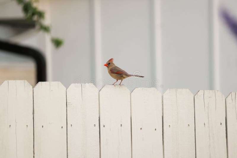Cardinal perching on fence stock image. Image of inquiringly - 282007255