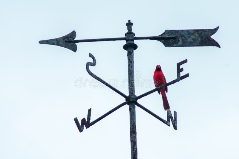 A Cardinal Perching on a Weathervane Stock Image - Image of animal ...