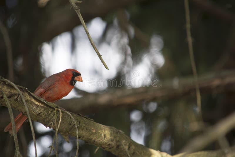 Cardinal in pine tree stock image. Image of sitting - 121685005