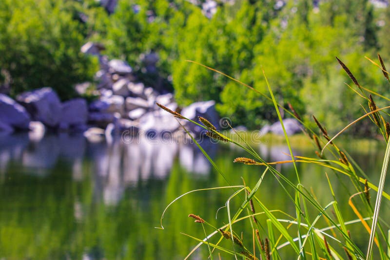 Cardinal Pond stock photo. Image of pond, cardinal, water - 193771222