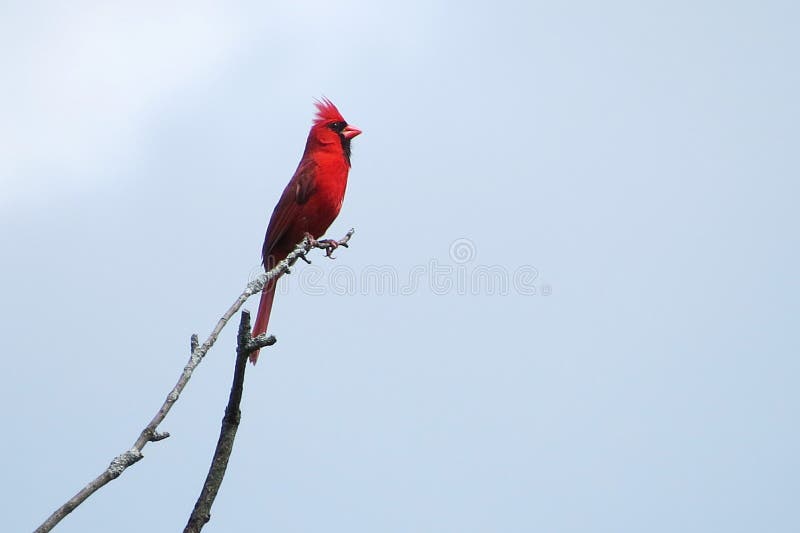 Cardinal pose stock image. Image of stoic, bird, pose - 48875487