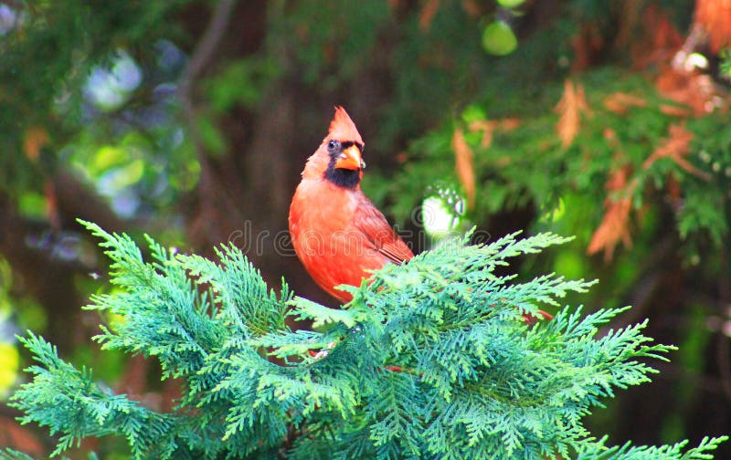 110 Cardinal Evergreen Tree Stock Photos - Free & Royalty-Free Stock ...