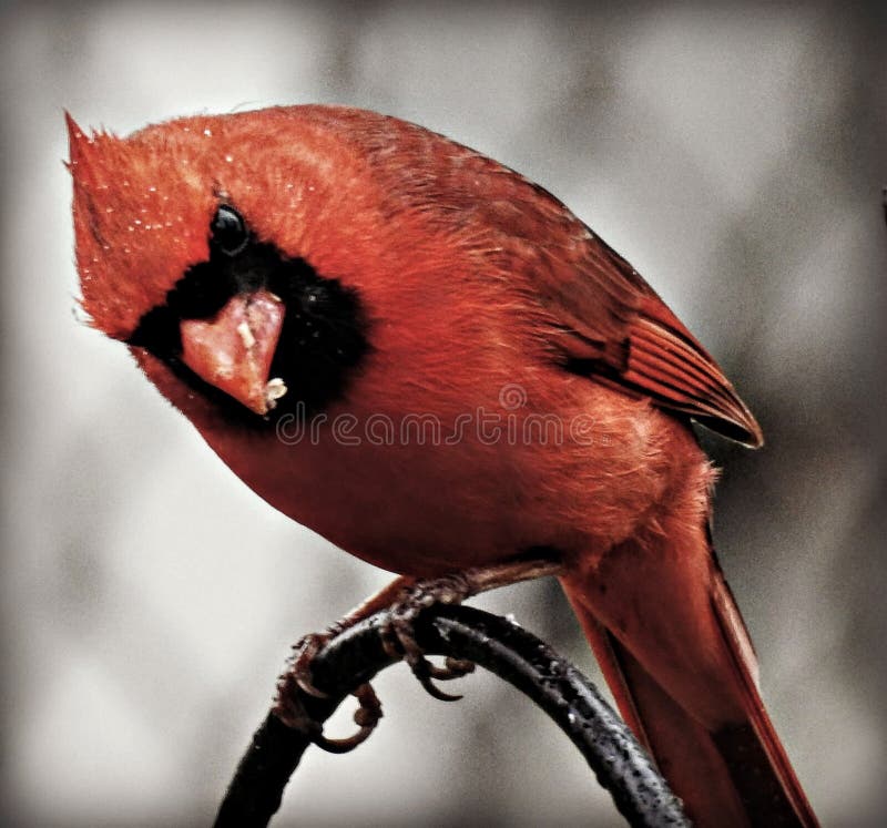 Cardinal stock image. Image of cardinal, summer, black - 153032977