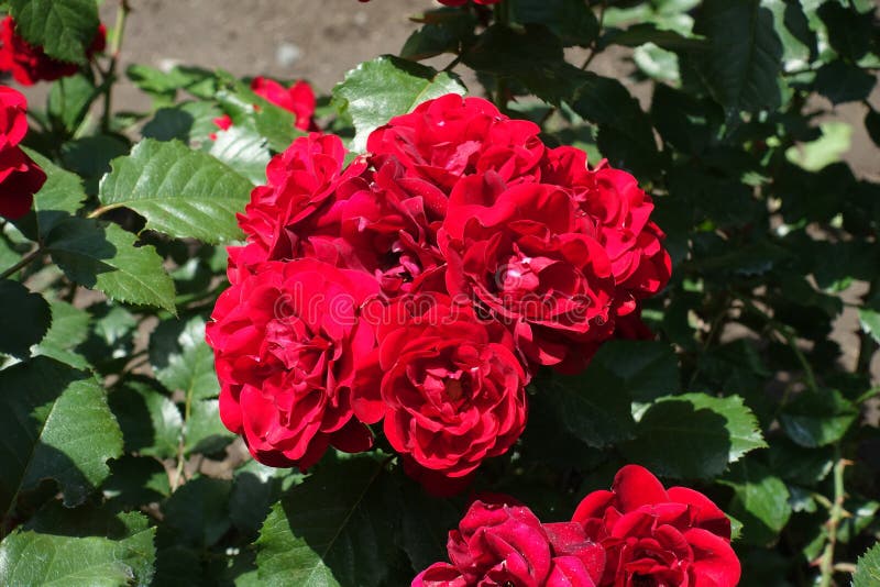 Cardinal Red Flowers of Roses Stock Image - Image of florescence ...