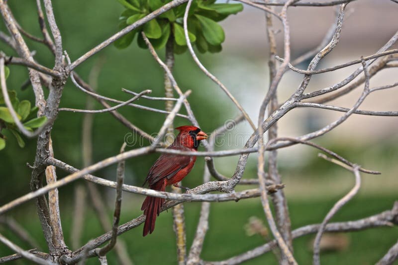 Cardinal red northern bird stock photo. Image of northern - 59325672