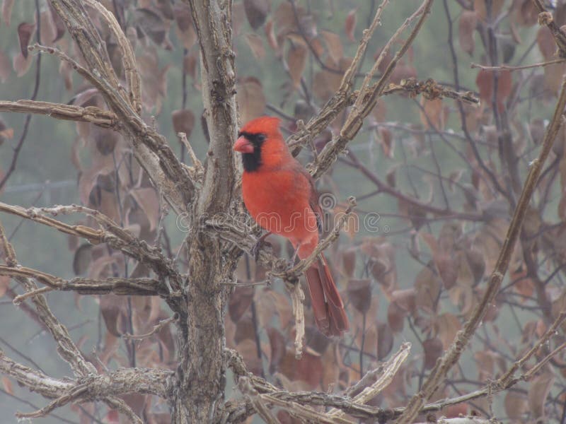 Cardinal stock image. Image of cardinal, branch, forest - 49353215
