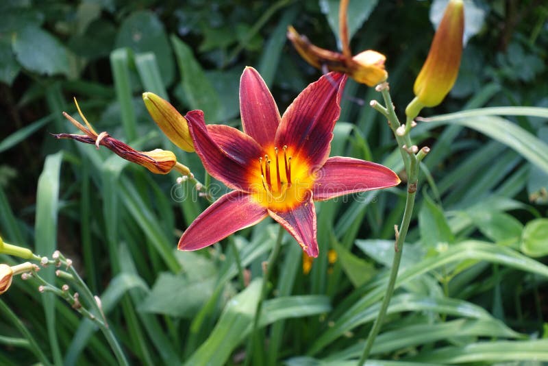 Cardinal Red and Yellow Flower of Daylily in July Stock Photo - Image ...