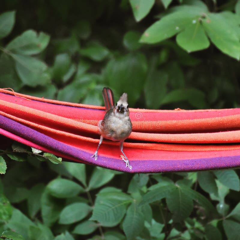 Cardinal relaxing stock photo. Image of cardinal, relaxing - 129360758