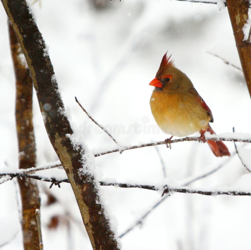 Cardinal resting stock image. Image of perched, turned - 66001551