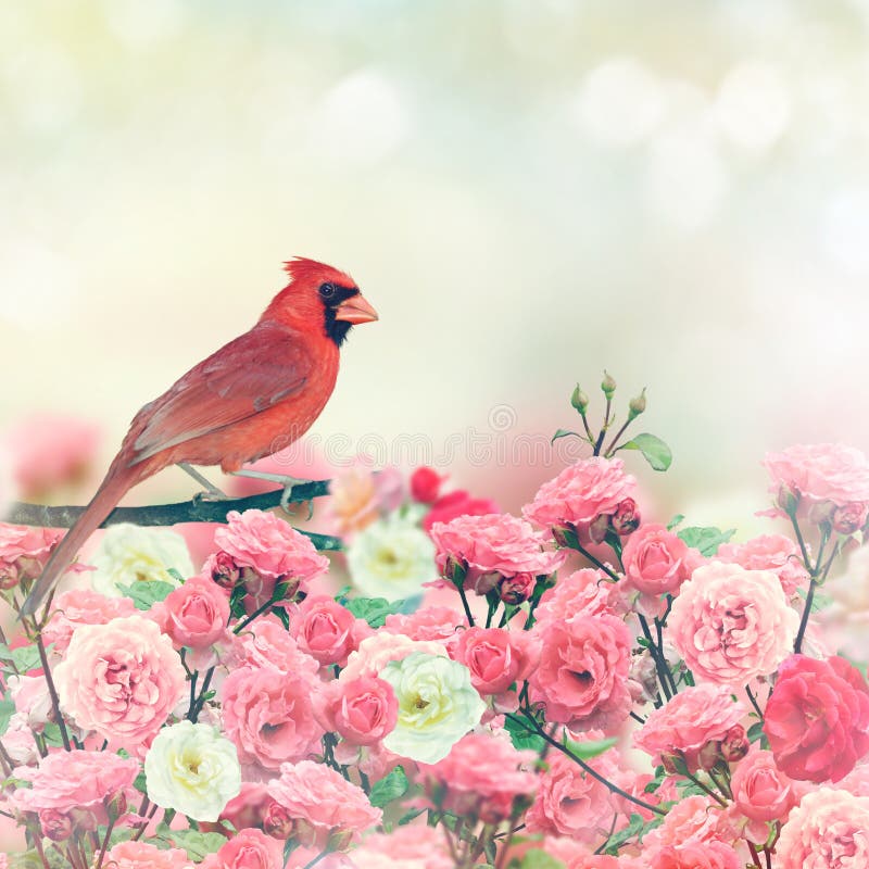 In Cardinal Rouge Rose Garden Image stock - Image du faune, animal ...