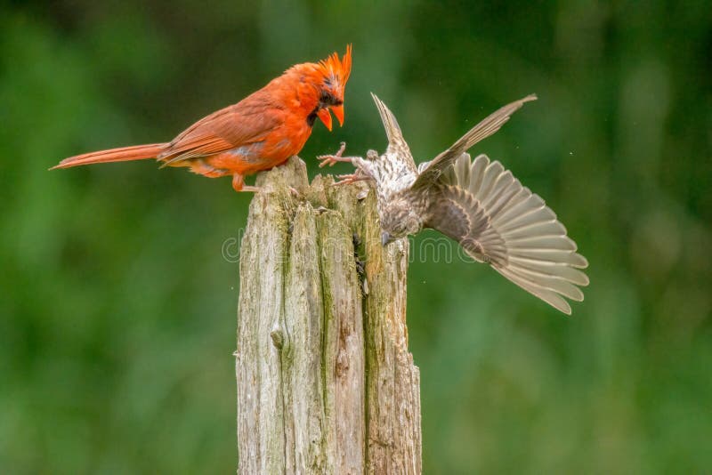 Cardinal scaring bird stock image. Image of bird, flower - 266710325