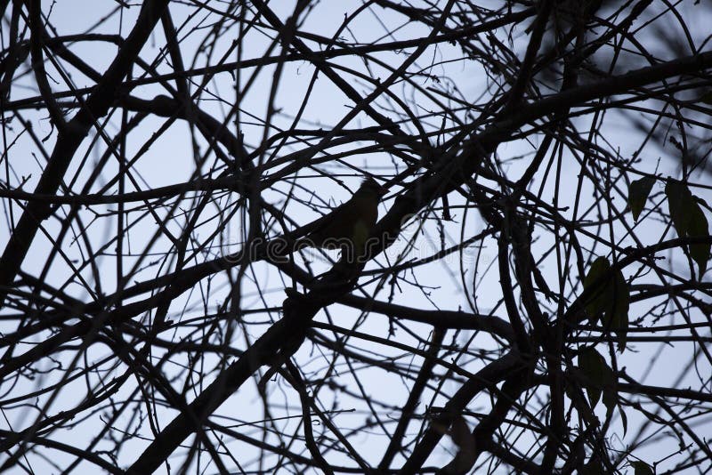 Cardinal Shape stock image. Image of birdwatching, conservation - 213926317