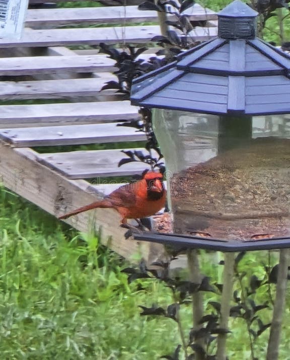 The Cardinal is Sitting on the Bird Feeder Stock Image - Image of iron ...
