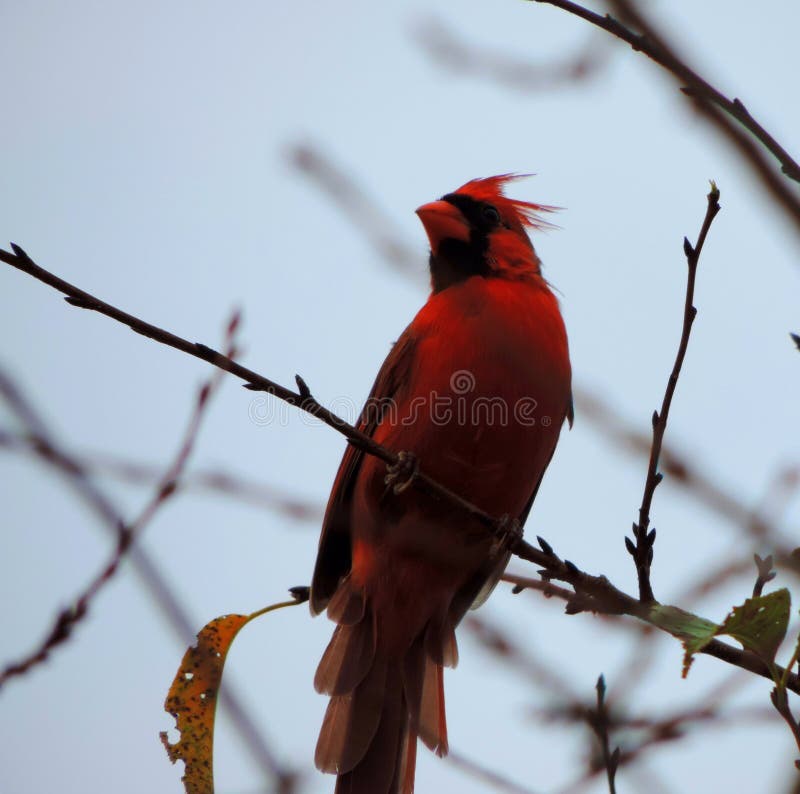 Cardinal stock photo. Image of cool, tops, fall, cardinal - 81019532