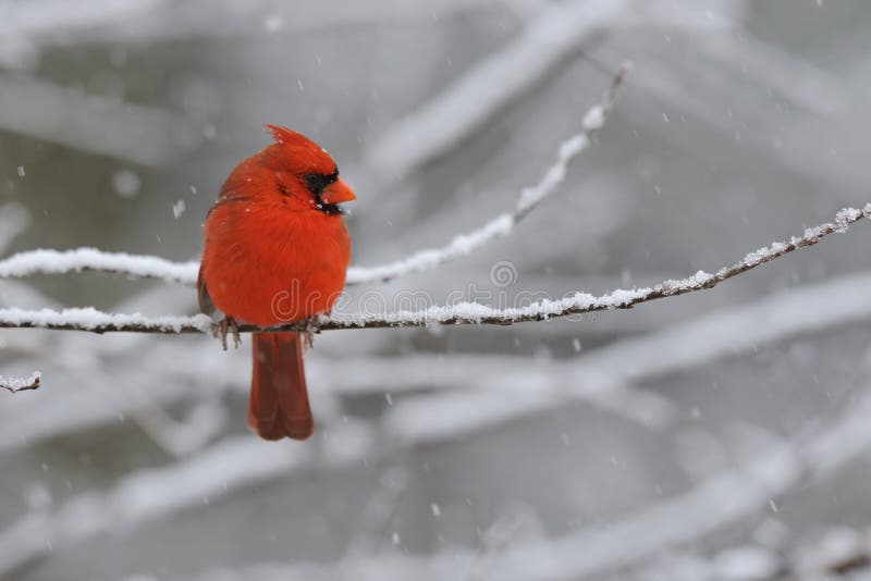 Cardinal Snow 1 stock image. Image of snow, bird, branch - 12066469