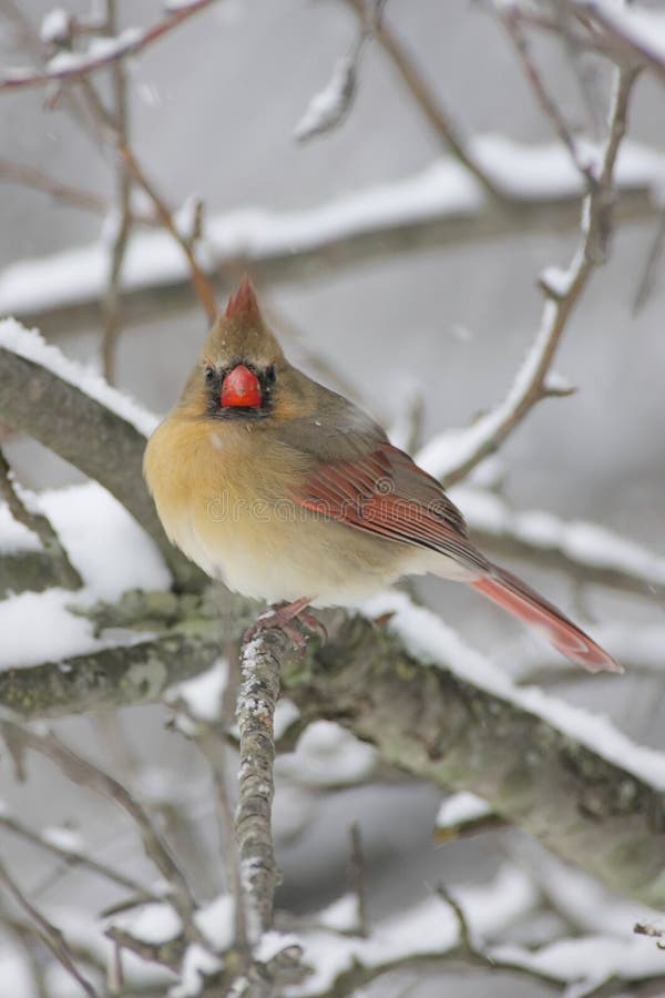 Cardinal in Snow stock photo. Image of spruce, feathers - 7809036