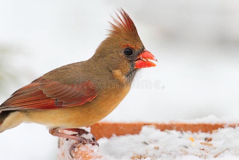 Cold and hungry cardinal stock photo. Image of freezing - 59197098
