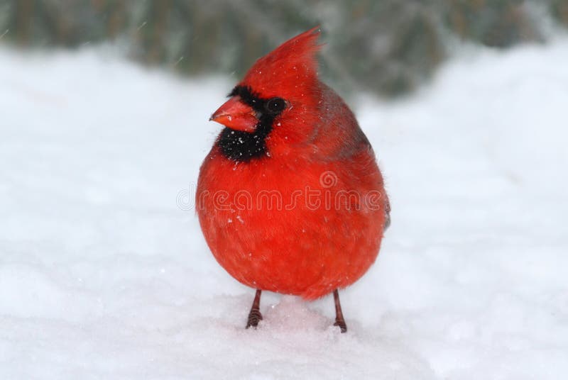 Cardinal in Snow stock photo. Image of spruce, feathers - 7809036