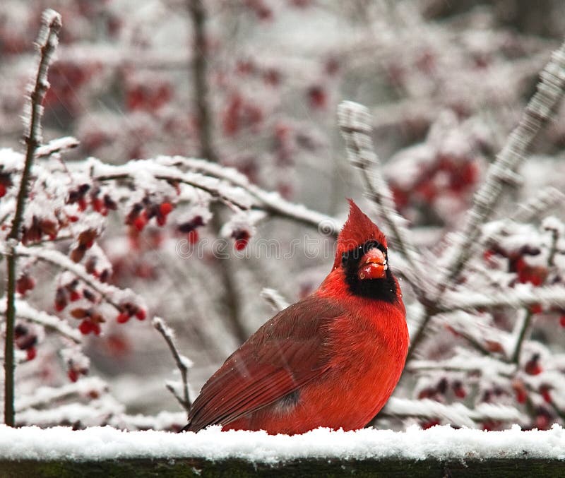 Christmas bird. stock photo. Image of candle, nature - 35652810