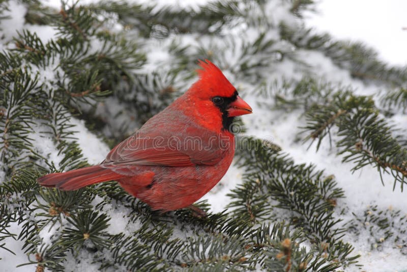 Northern Cardinal in Snow Storm Stock Image - Image of allies, united ...