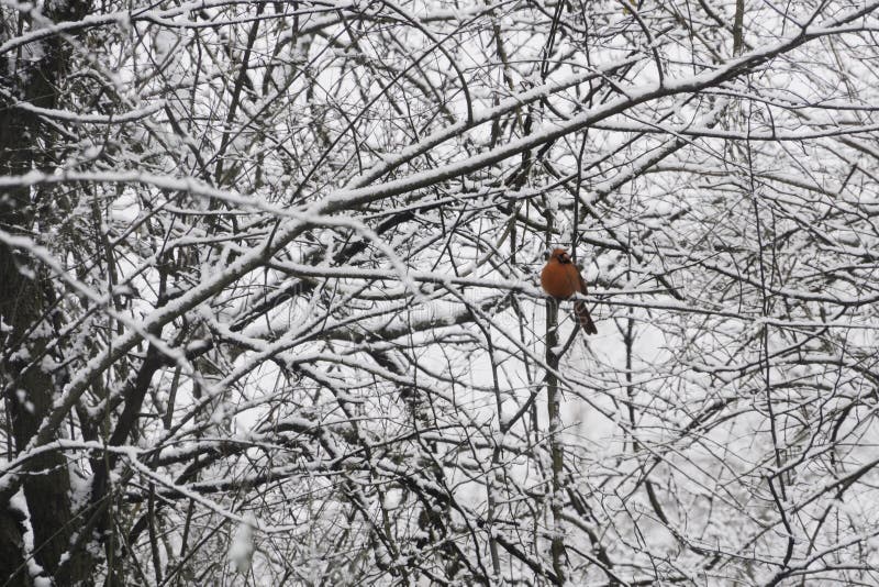 Cardinal in Snow Covered Trees Stock Image - Image of ohio, bird: 49621431