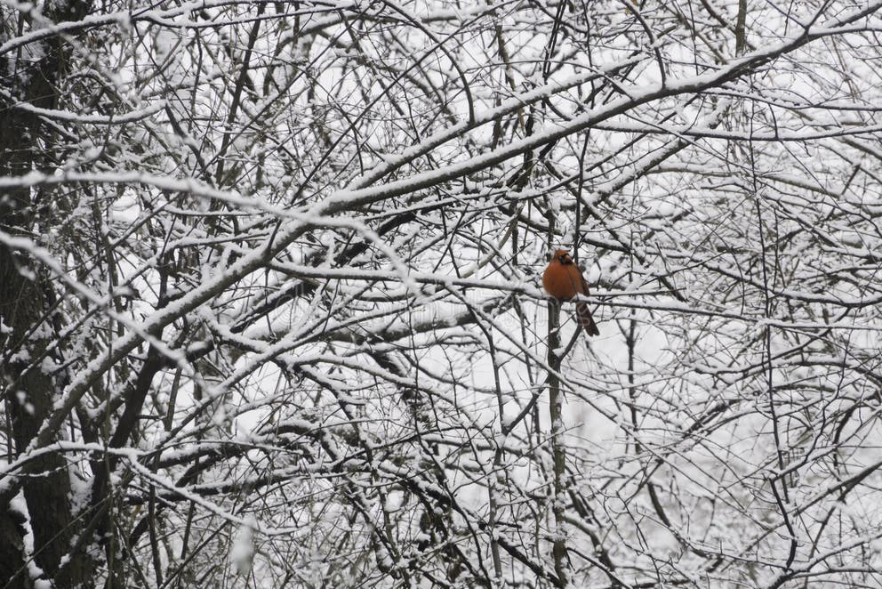 Cardinal in Snow Covered Trees Stock Image - Image of ohio, bird: 49621431