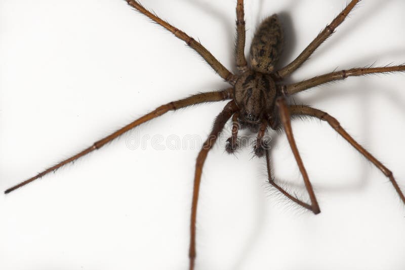 Cardinal Spider, Tegenaria Parietina Stock Photo - Image of species ...