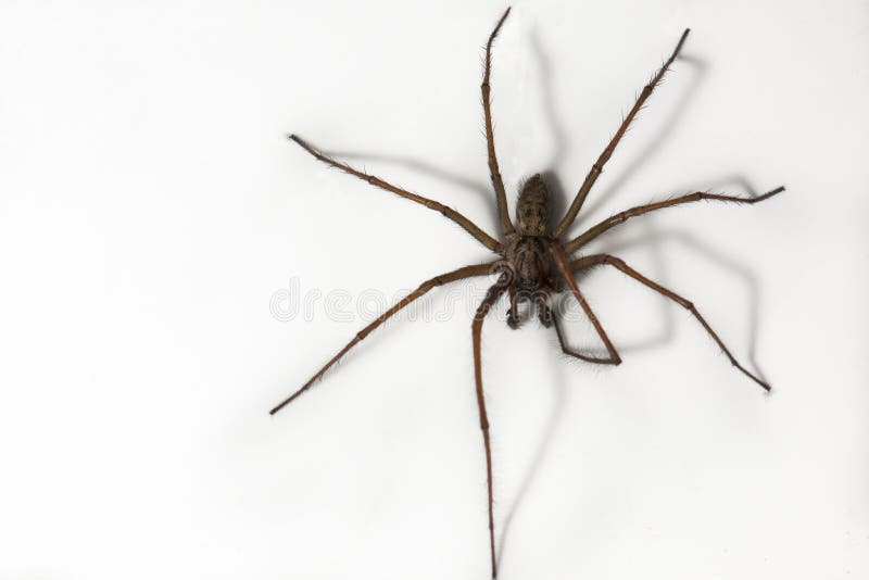 Cardinal Spider, Tegenaria Parietina Stock Photo - Image of species ...