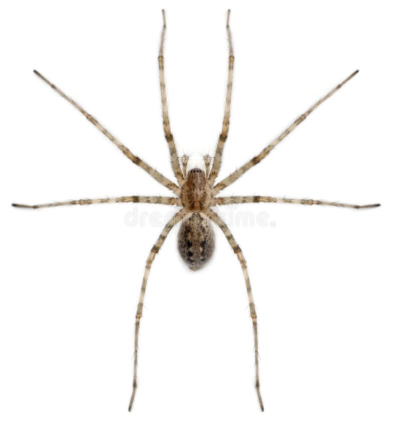Wolf Spider stock image. Image of isolated, wolf, crawling - 20598237