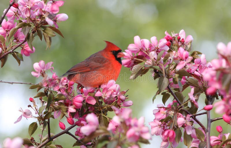 Cardinal in spring stock image. Image of birdwatching - 18146631