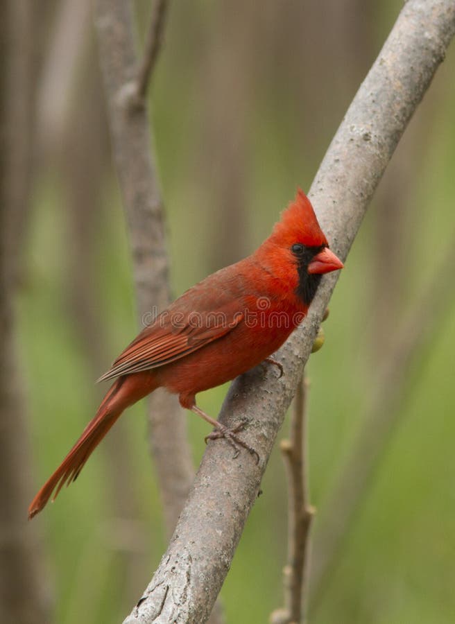 Cardinal stock photo. Image of bird, nature, cardinal - 12353958
