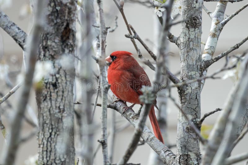 Cardinal in the springtime stock image. Image of branch - 141666163