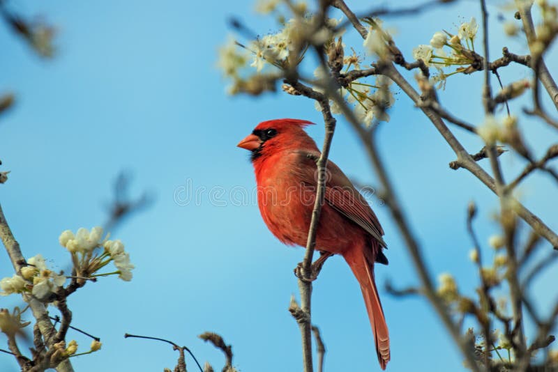 Cardinal in the springtime stock image. Image of serene - 141665007