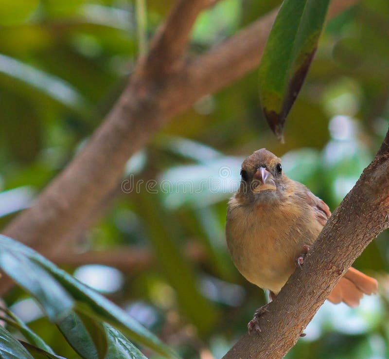 Cardinal- Stare stock photo. Image of richmondera, tree - 60650072