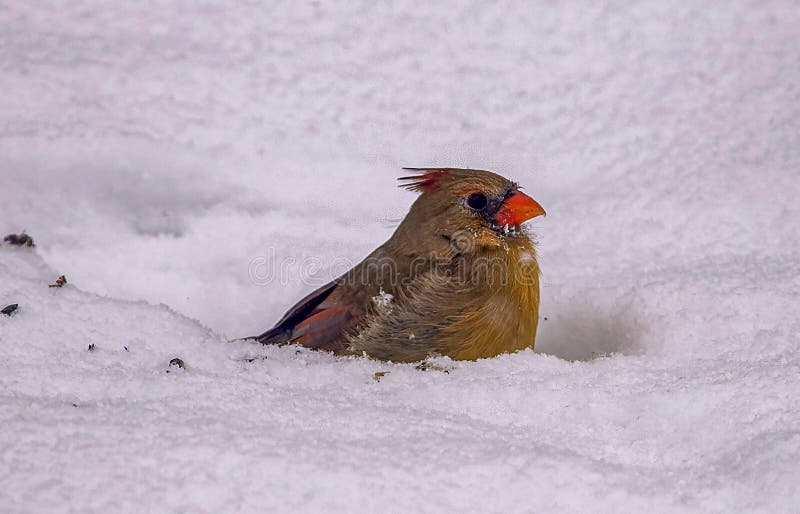 Cardinal stuck in snow stock photo. Image of robin, wing - 266932420